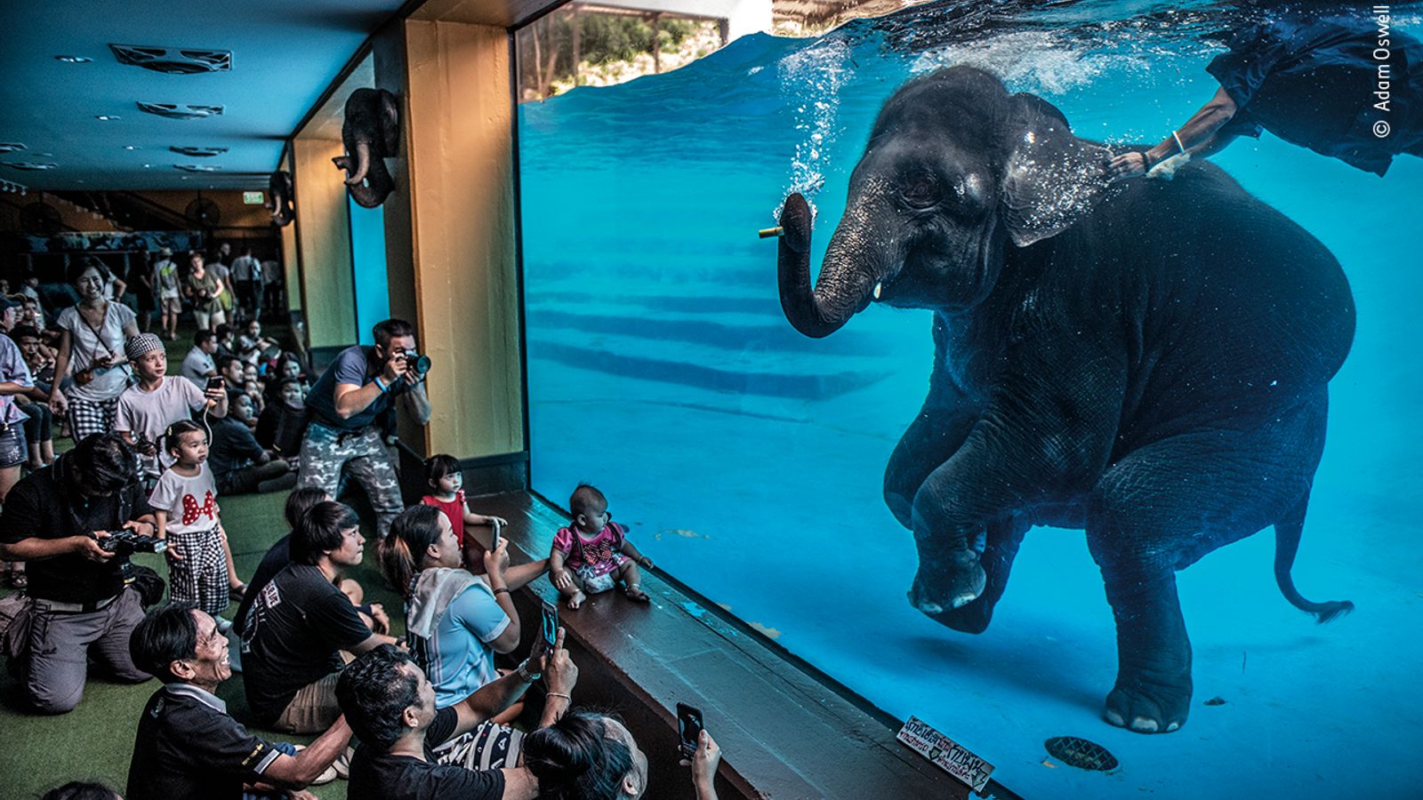 Wildlife Photographer Of The Year: The best animal and nature images of ...