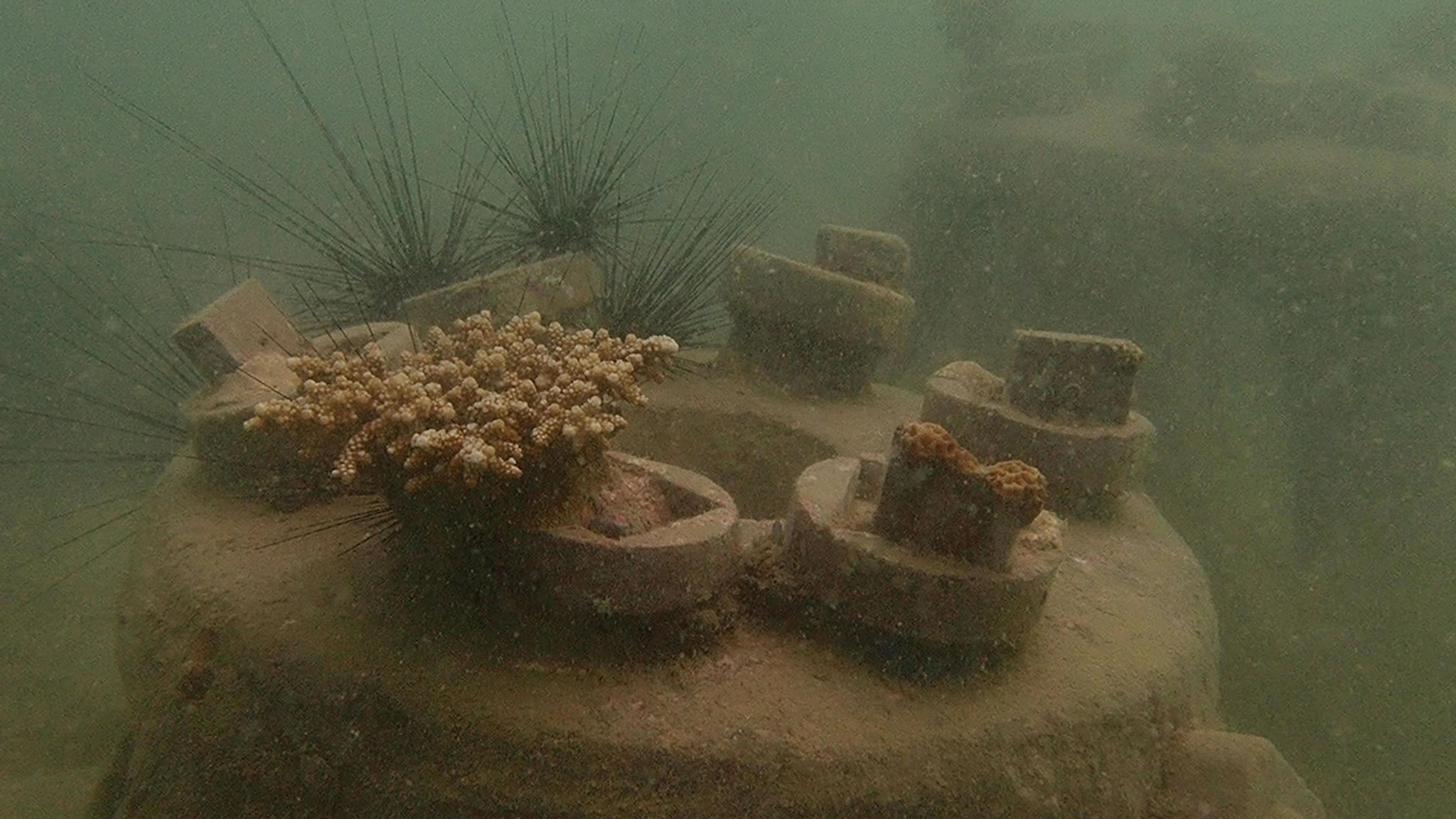 Climate change: Thailand scientists performing 'coral IVF' in attempt ...