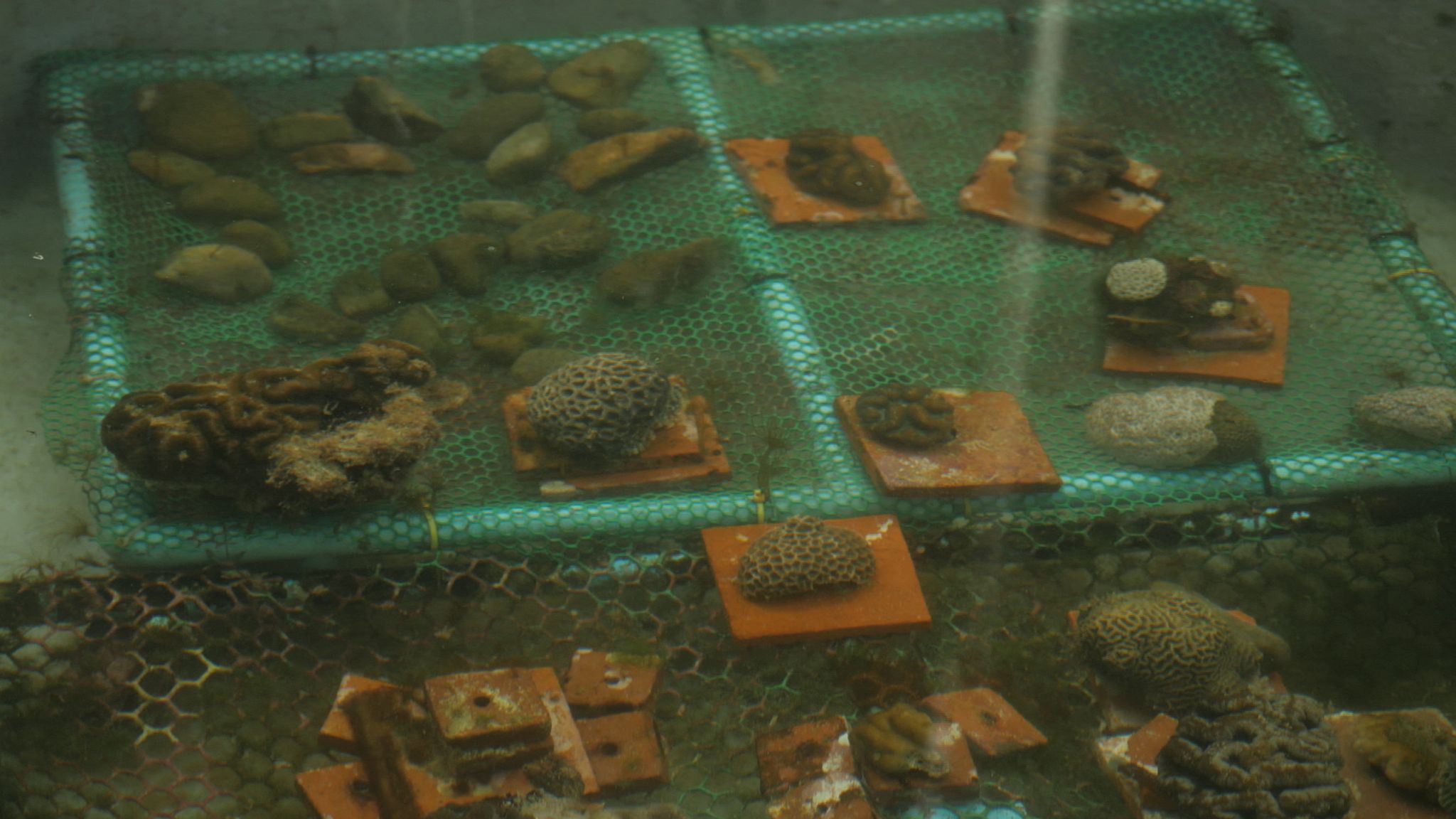 Climate change: Thailand scientists performing 'coral IVF' in attempt ...