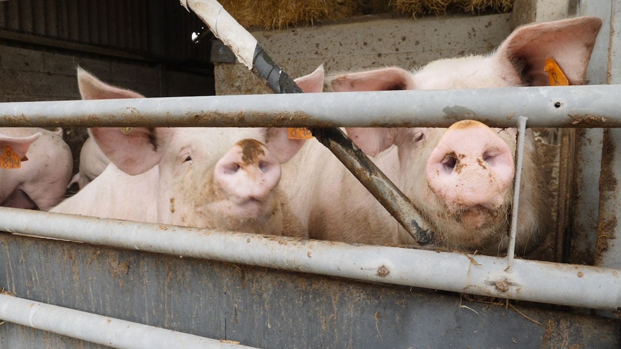 Pig cull: Government set to allow more foreign butchers in to prevent ...