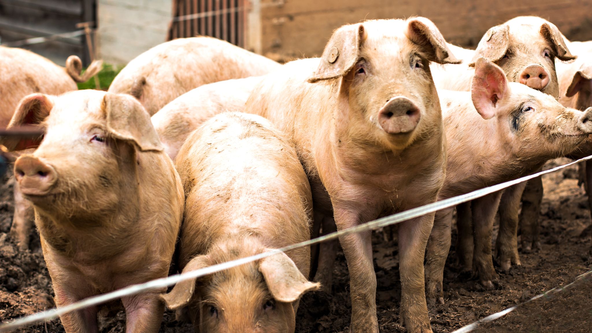 'Grown men in tears': Hundreds of pigs culled with farms overcrowded ...