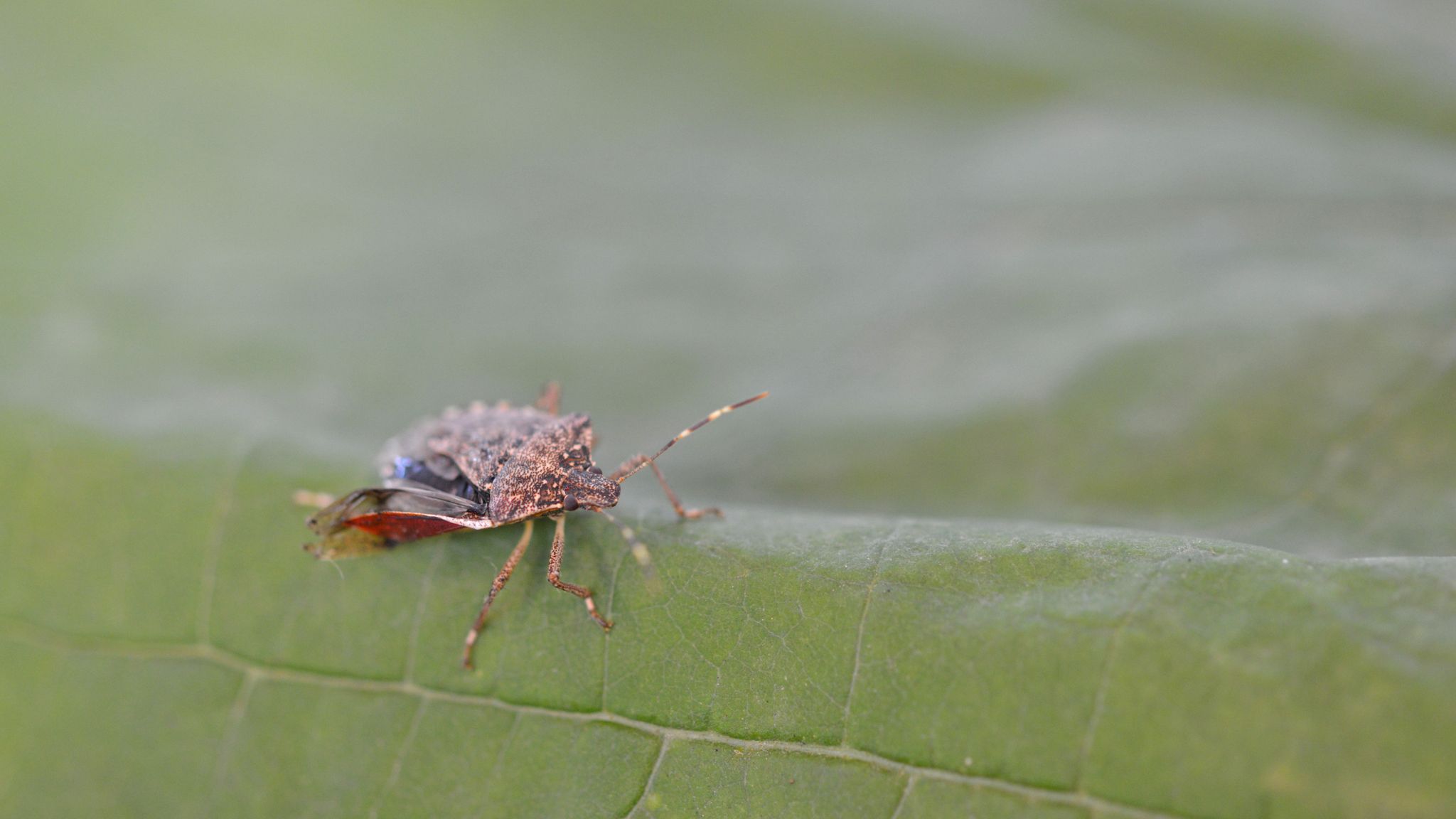 Stink bug species found in Surrey as experts warn they could become ...