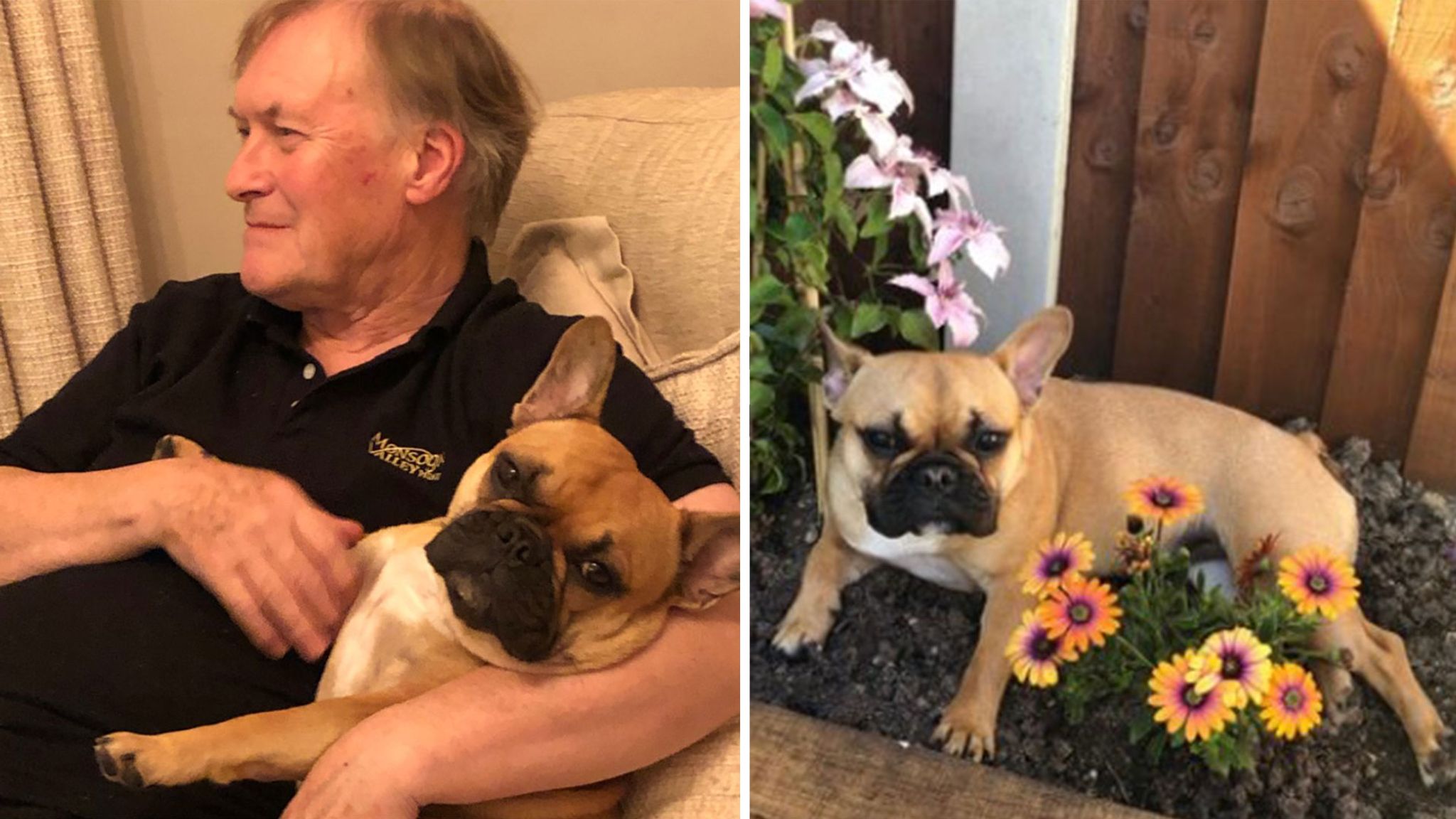 Sir David Amess's pet wins Westminster Dog of the Year | UK News | Sky News