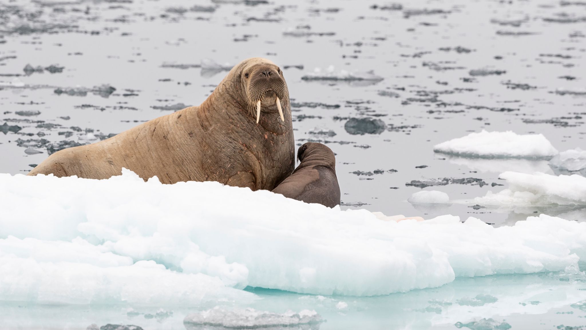 Climate change: 'Walrus from Space' project urges public to help search ...