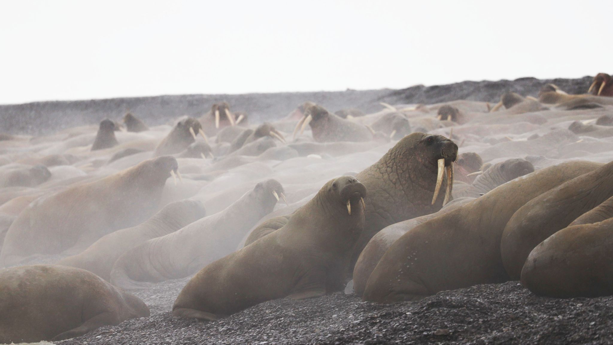 Climate change: 'Walrus from Space' project urges public to help search ...
