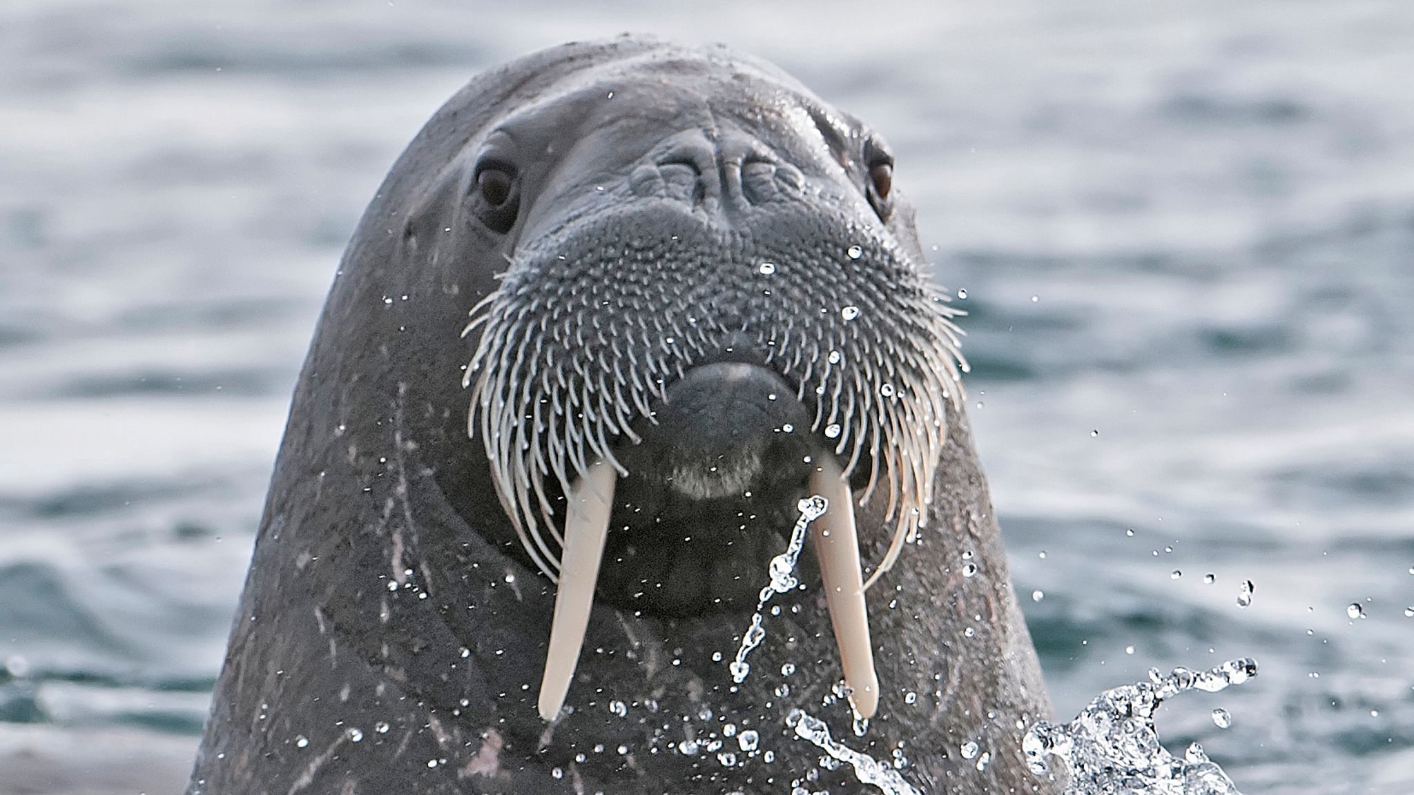 Climate change: 'Walrus from Space' project urges public to help search ...