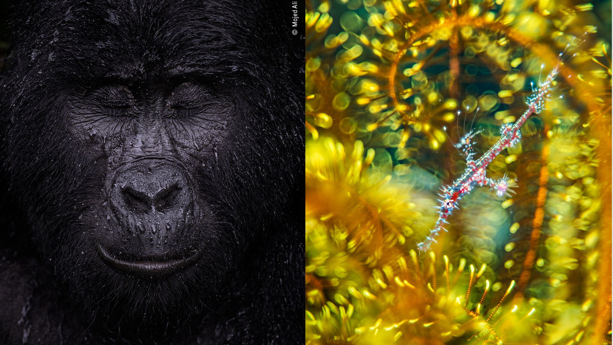 Wildlife Photographer Of The Year: The best animal and nature images of ...