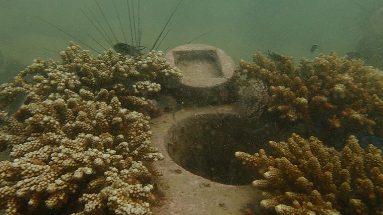 Thailand scientists performing 'coral IVF' | Sky News