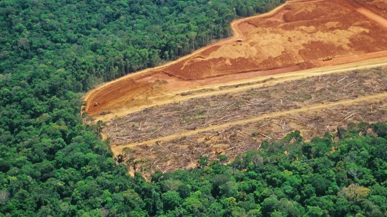 COP26: 'Zero deforestation is needed' in the Amazon rainforect. | News ...