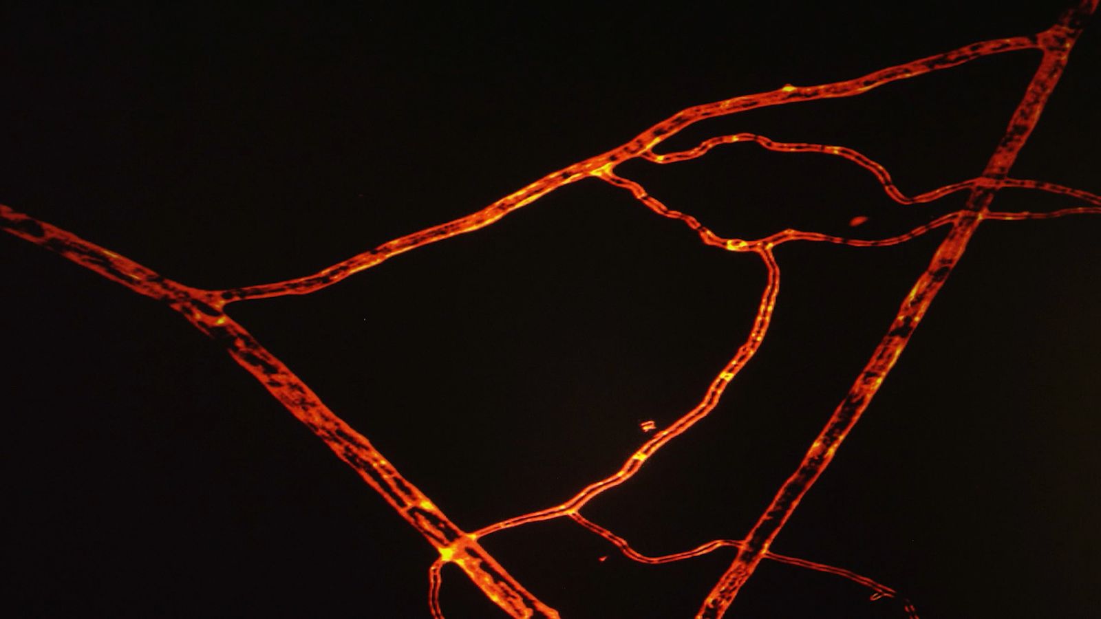 These underground networks could save the world | Sky News