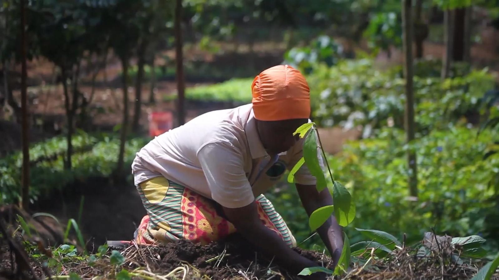 Video - How planting trees across the world is essential to solving ...