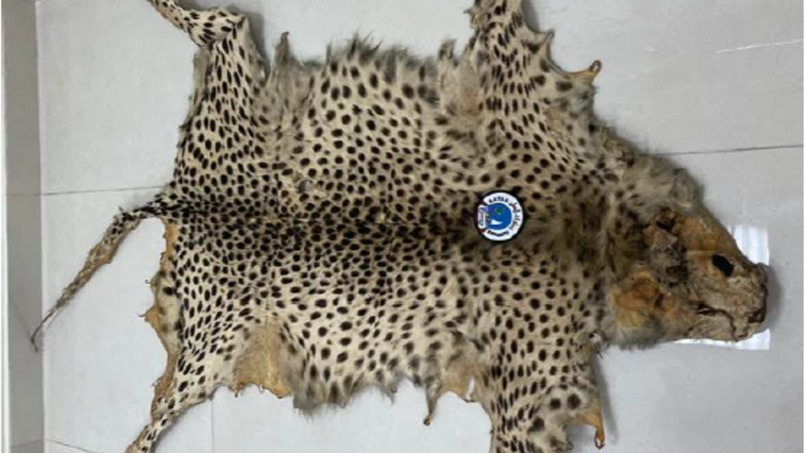 More than 1,000 big cats, turtles and birds seized as part of worldwide ...