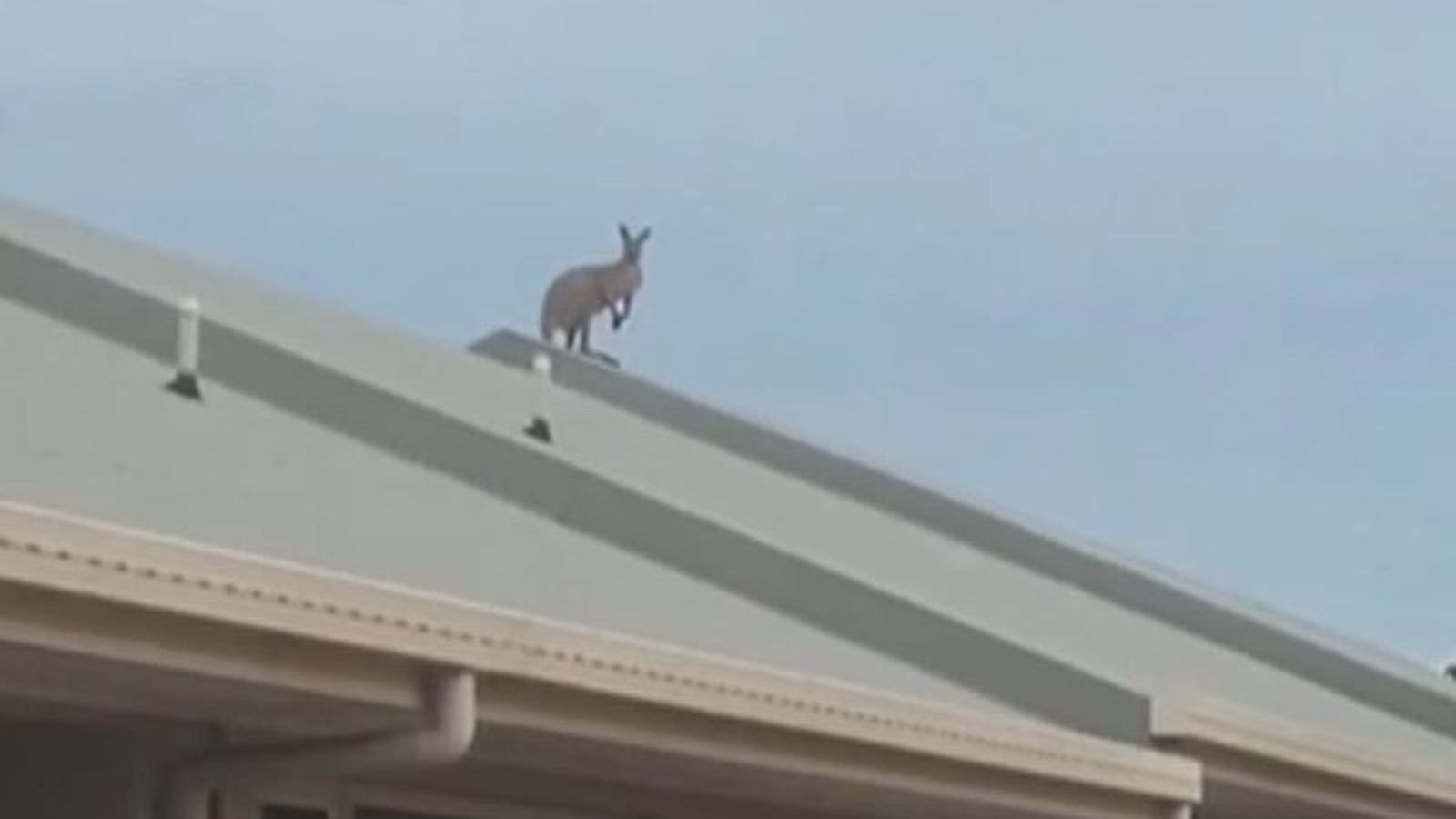 Video: Kangaroo filmed on roof of apartment complex | Offbeat News ...
