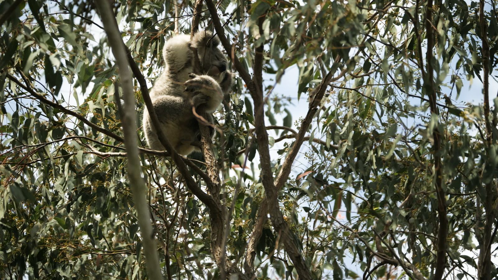 Koalas face 'death by a thousand cuts' as climate change and ...