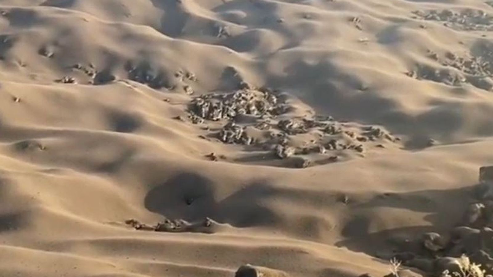 Video: Desert wasteland of ash on La Palma from volcano | World News ...