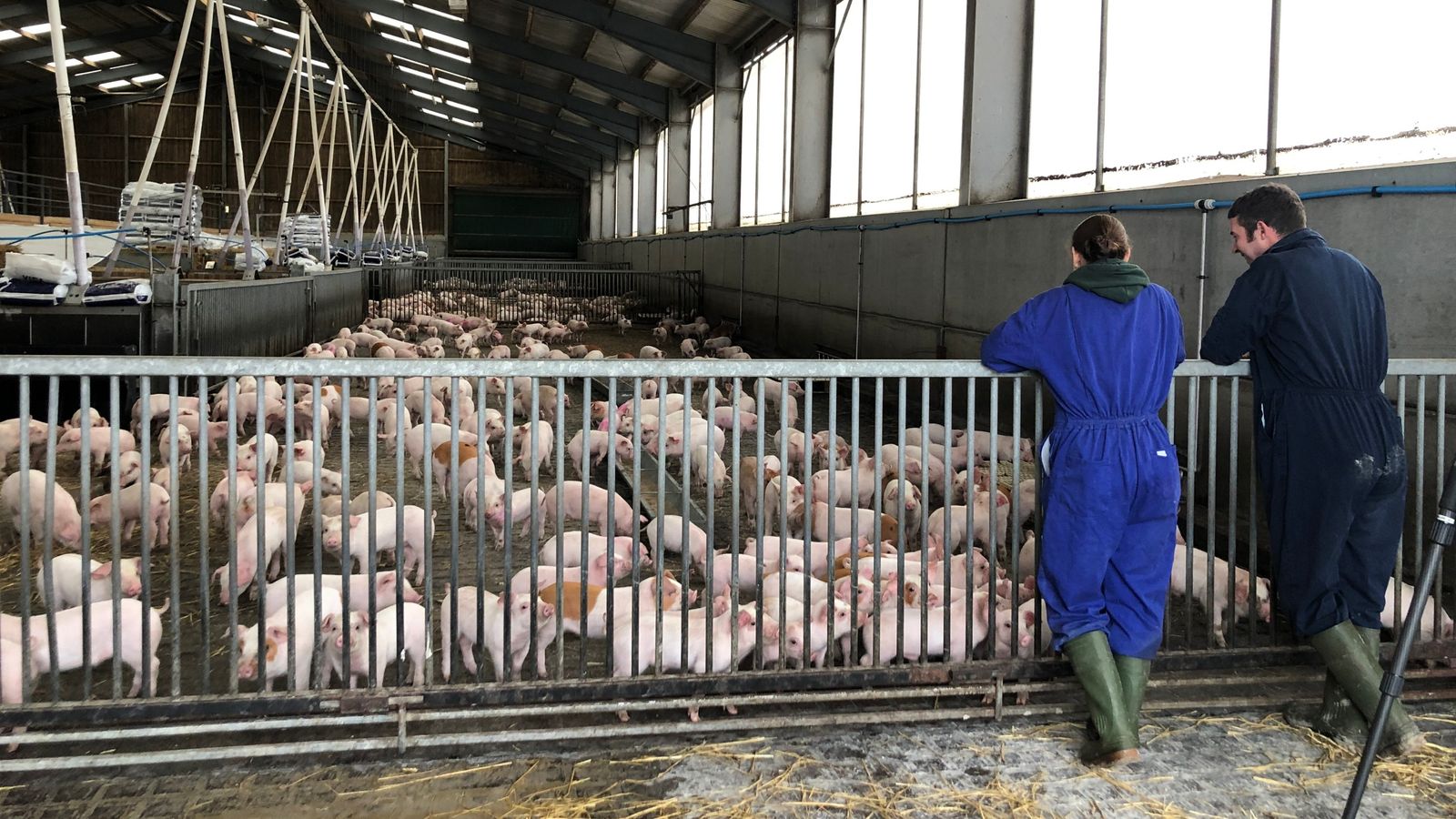 'We've run out of alternatives': Vets carrying out pig abortions as ...