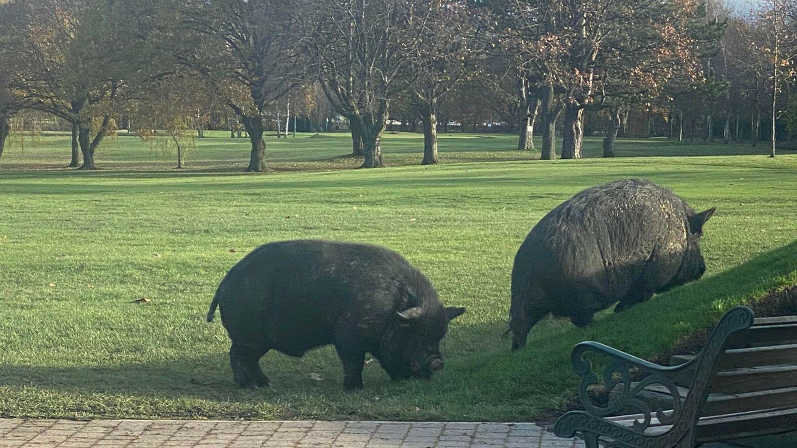 Two injured as pigs storm golf course in West Yorkshire | UK News | Sky ...
