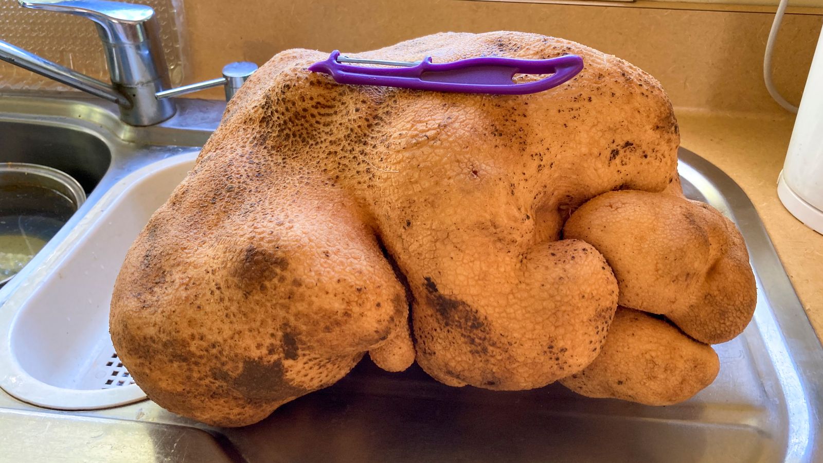 'Doug' the mutant spud could be world's heaviest potato at nearly 8kg ...