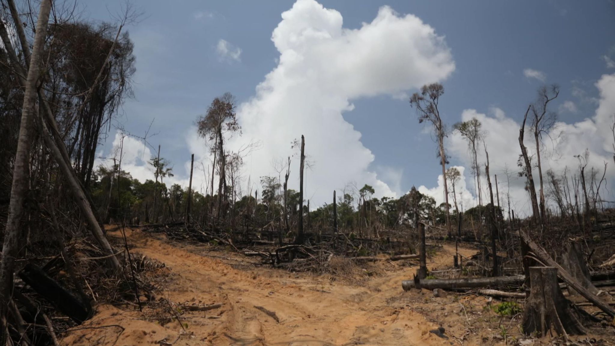 COP26: The Amazon can't defend itself any more - and in this part of ...