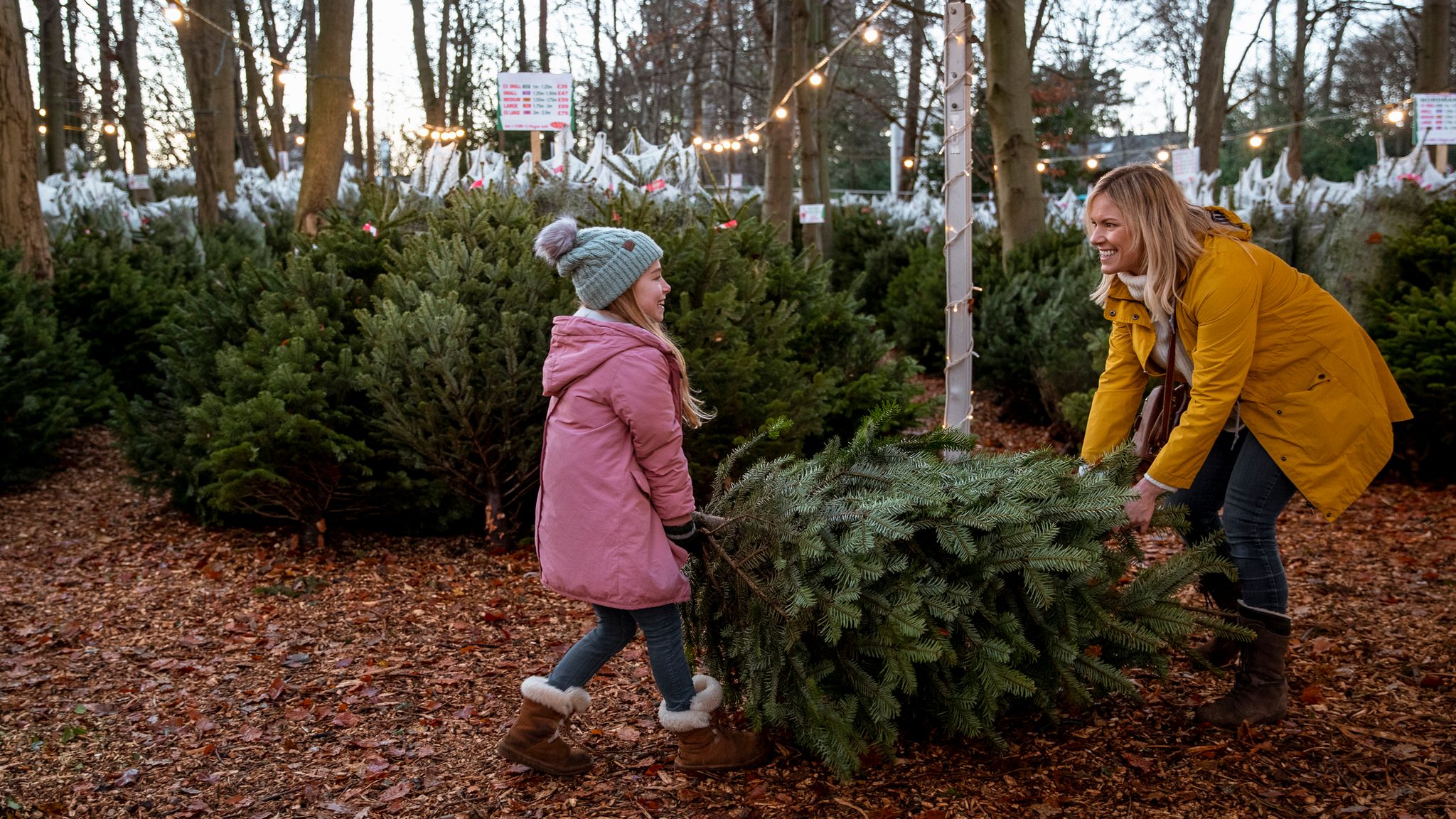 Early rush for real Christmas trees expected to start this weekend as ...