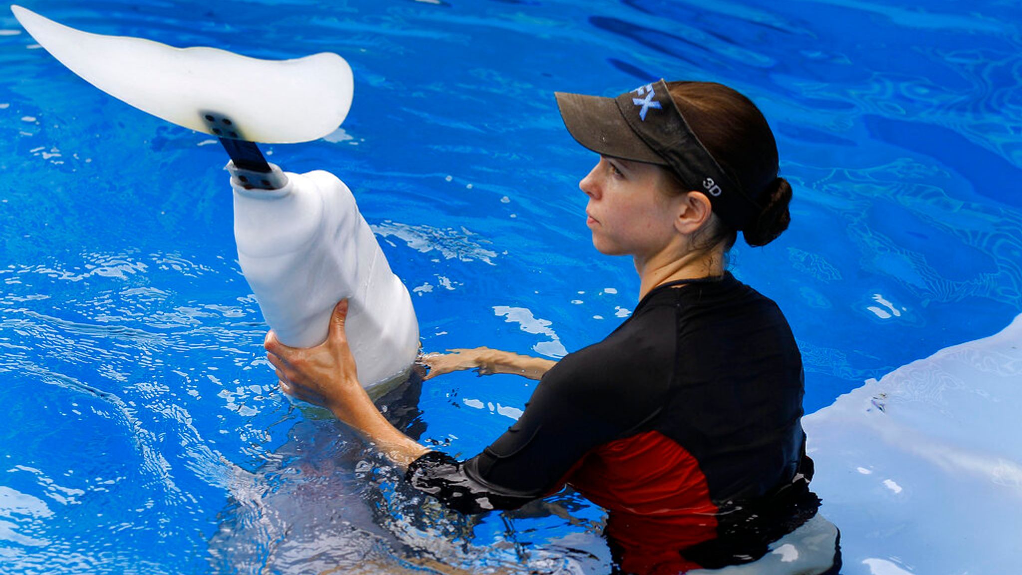 Winter the dolphin, star of the Dolphin Tale films, dies at Florida ...