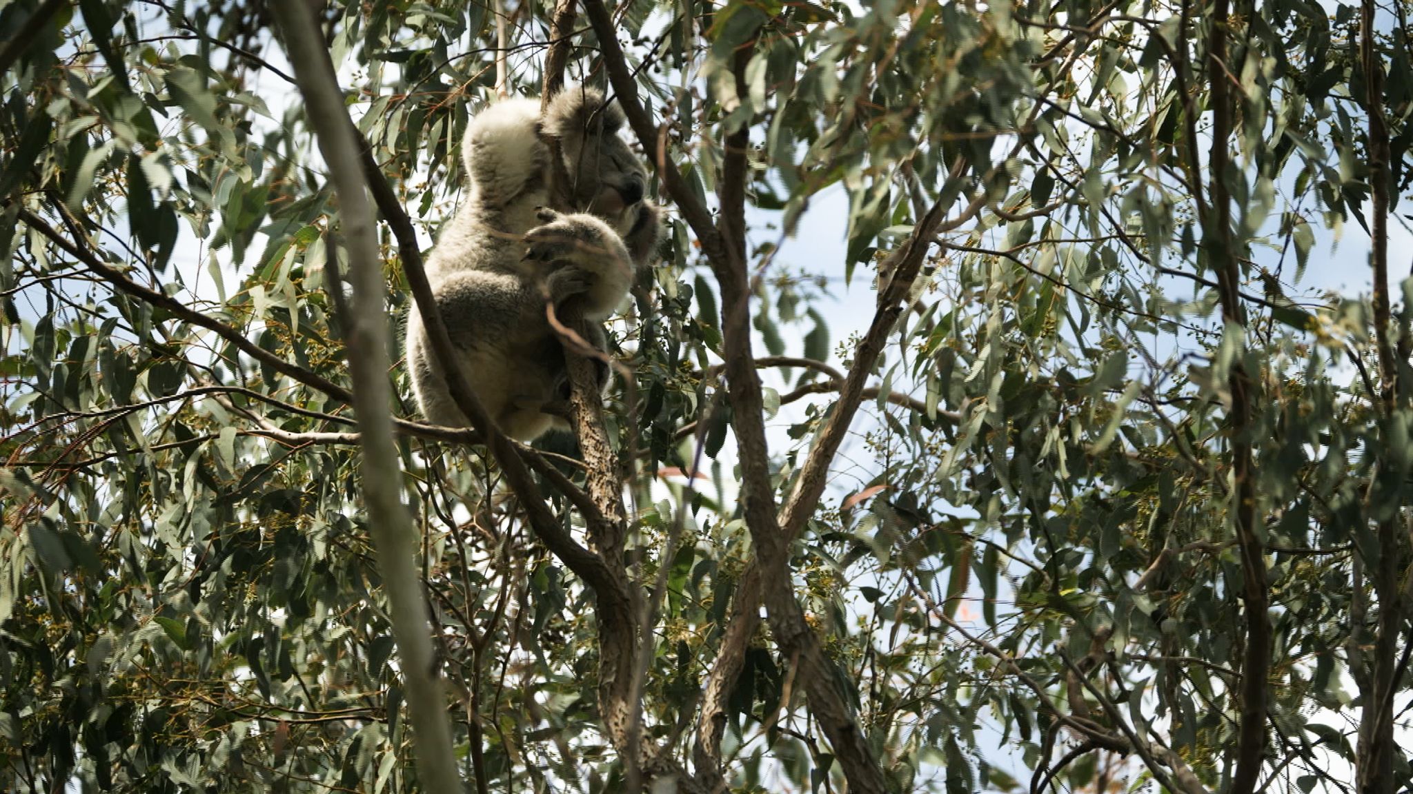 Koalas face 'death by a thousand cuts' as climate change and ...