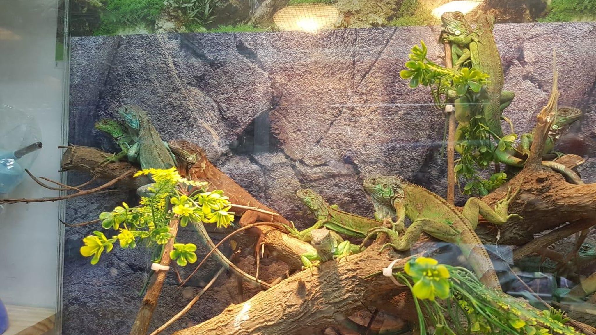 More than 1,000 big cats, turtles and birds seized as part of worldwide ...