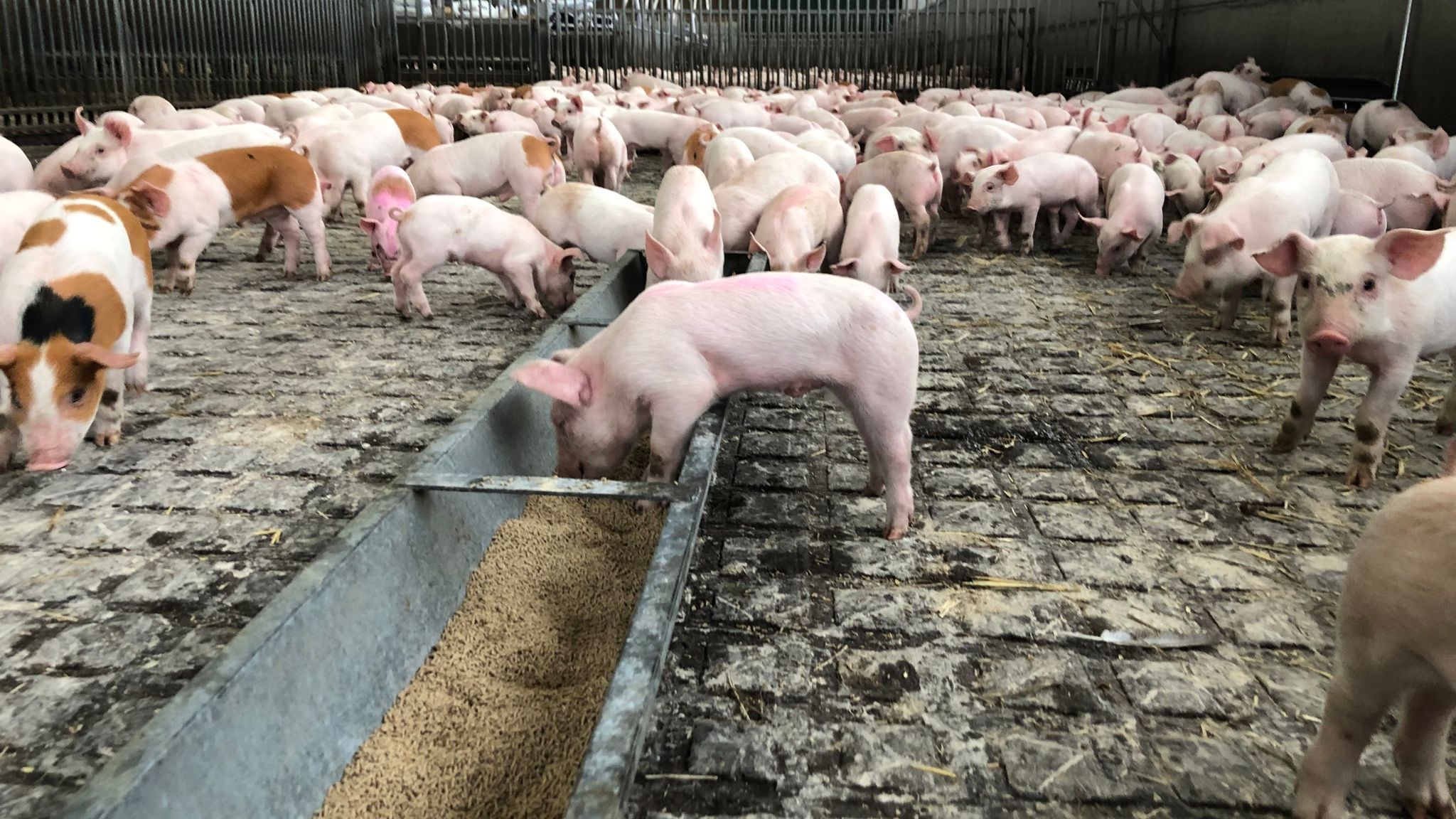 'We've run out of alternatives': Vets carrying out pig abortions as ...