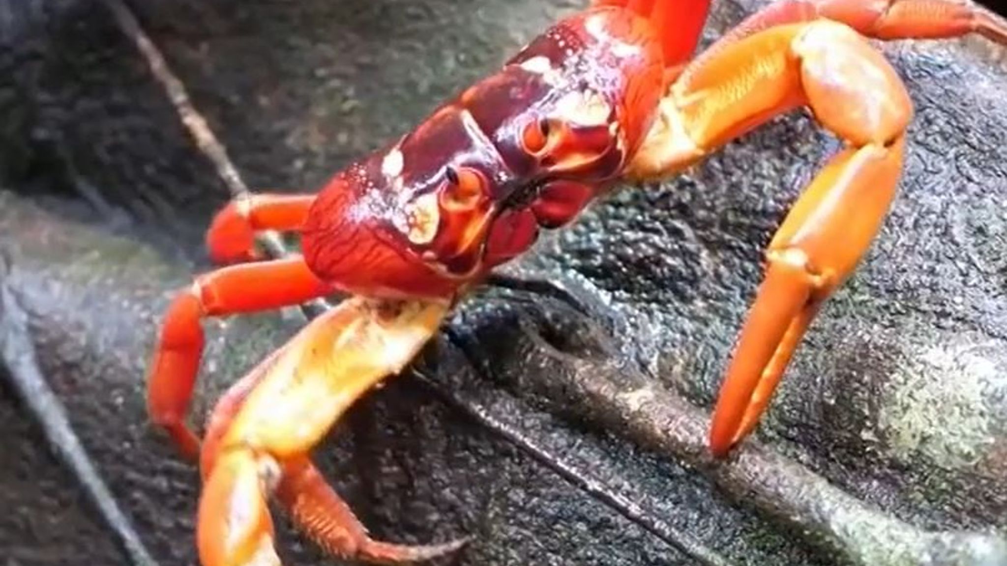 Red Crab Christmas Island ABC News (@abcnews) Australia's Christmas