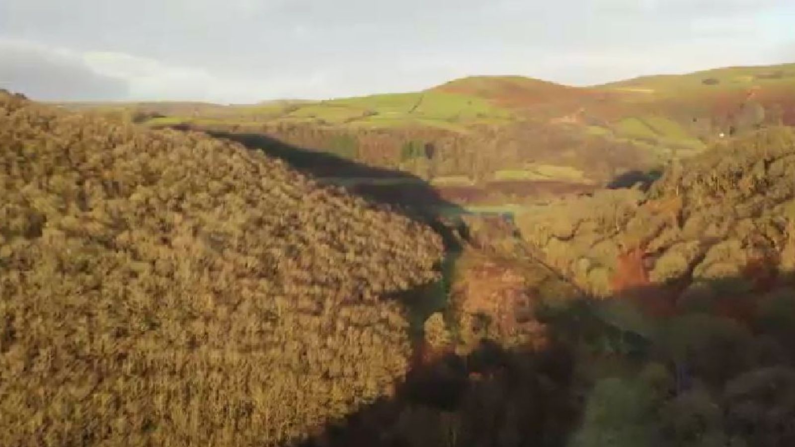 Plans to 'blanket' plant trees across Wales could 'decimate' farming ...