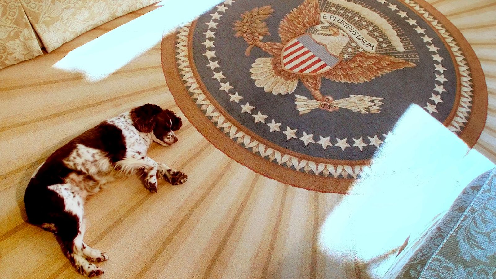 Meet the newest Biden: German shepherd puppy arrives at the White House ...