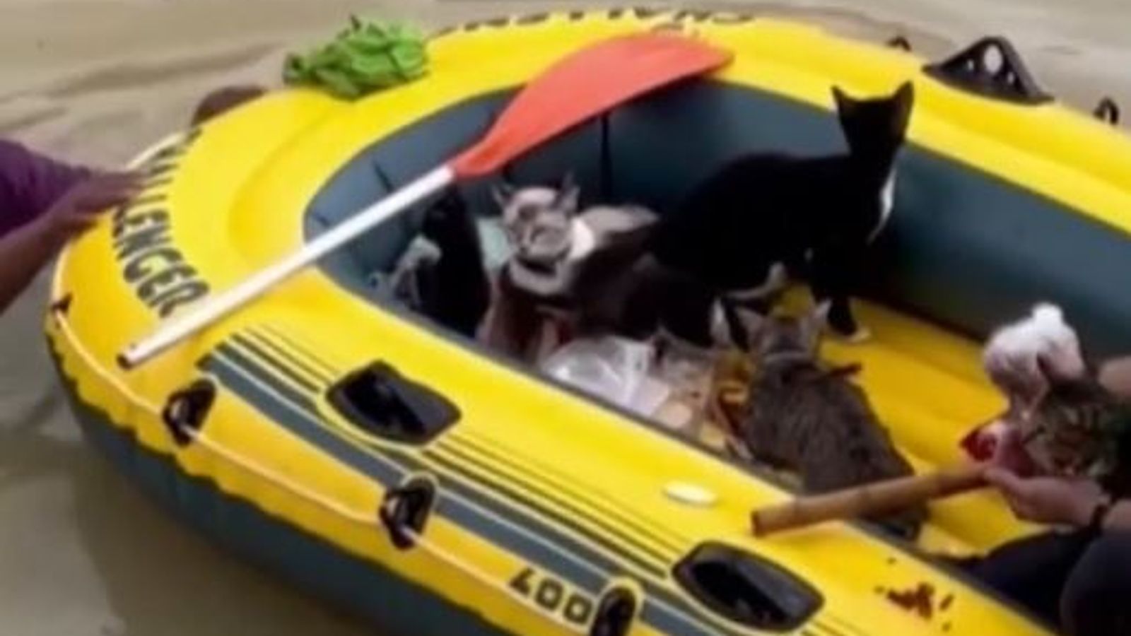 Cats rescued from flooded building in Malaysia | Sky News