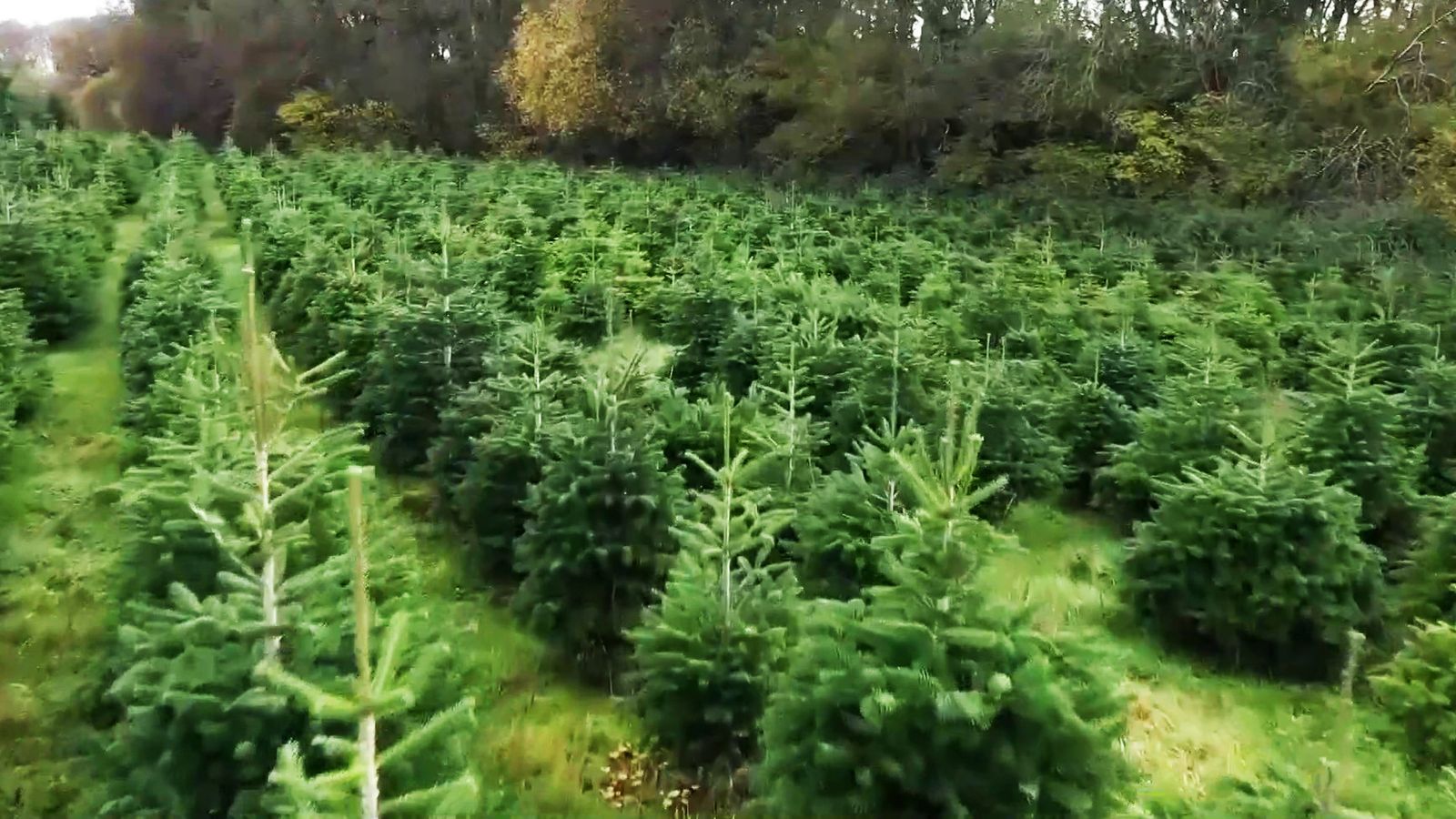 Are real or fake Christmas trees best for the environment? | Sky News