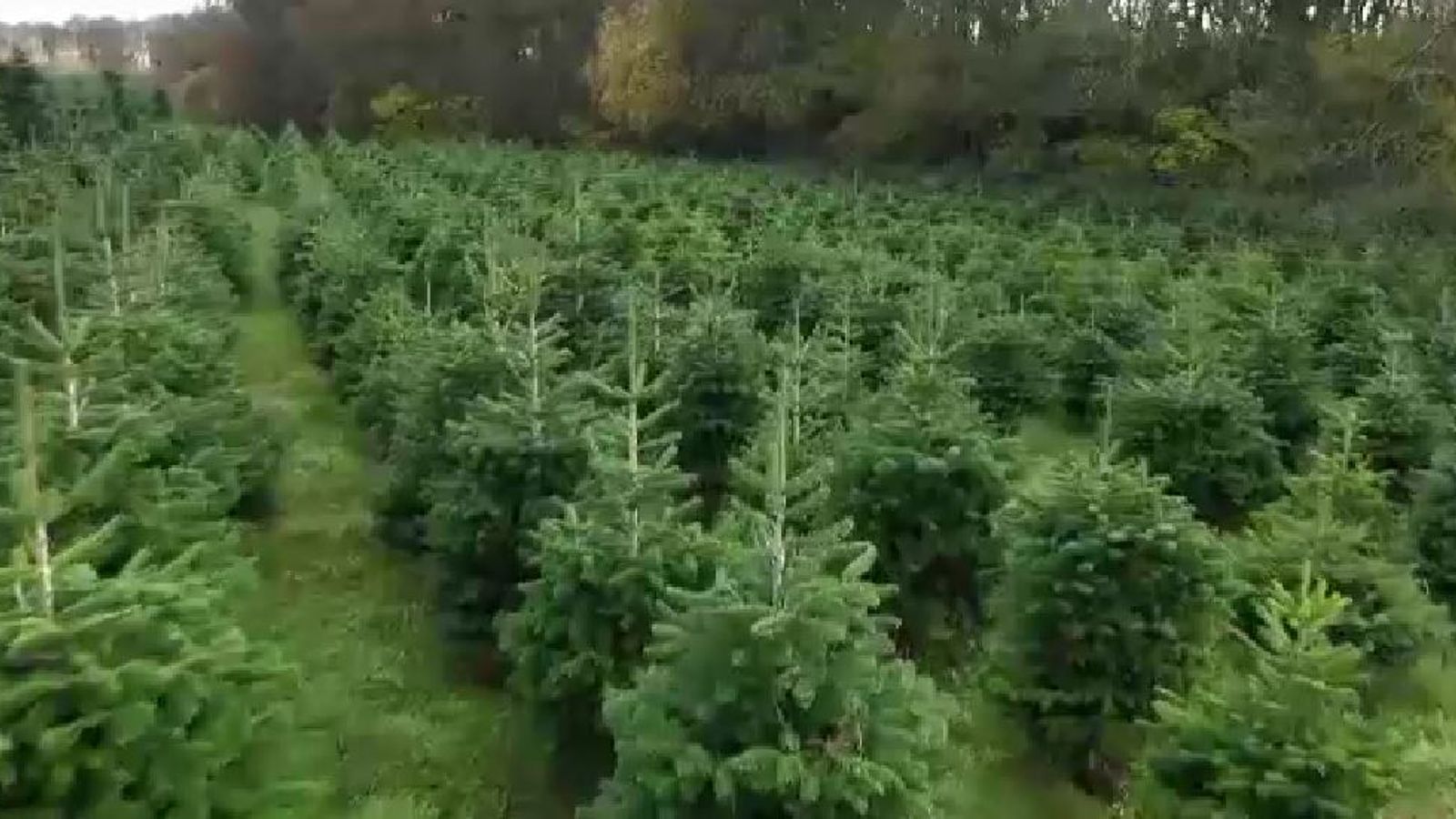 Christmas trees: Are artificial or real ones more environmentally ...
