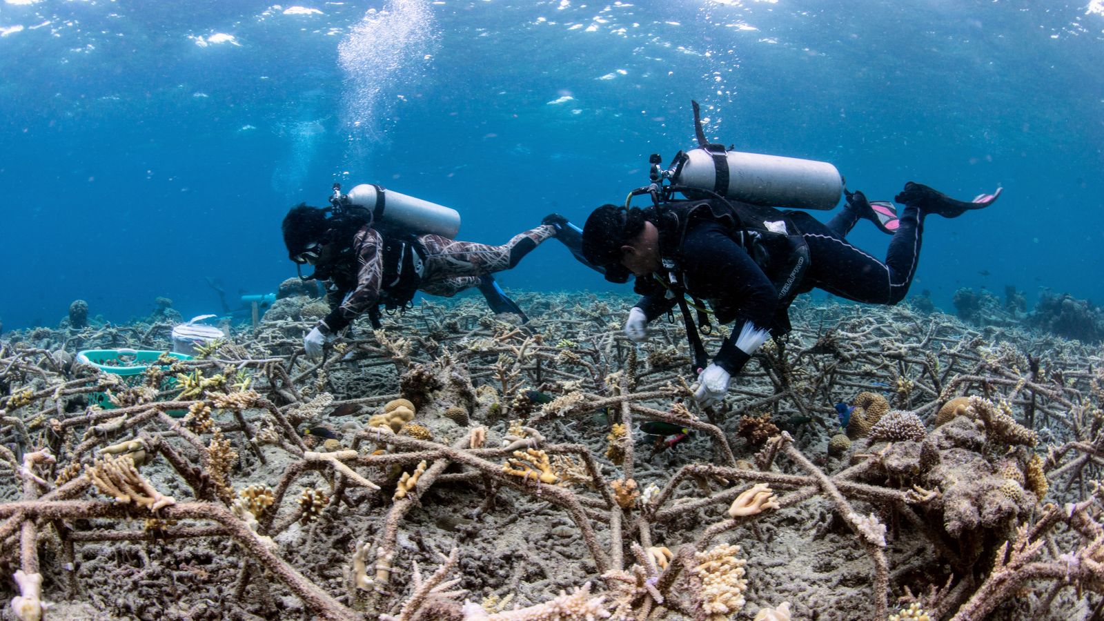 Listen to fish noises caught in coral reef soundscape - video | Sky News