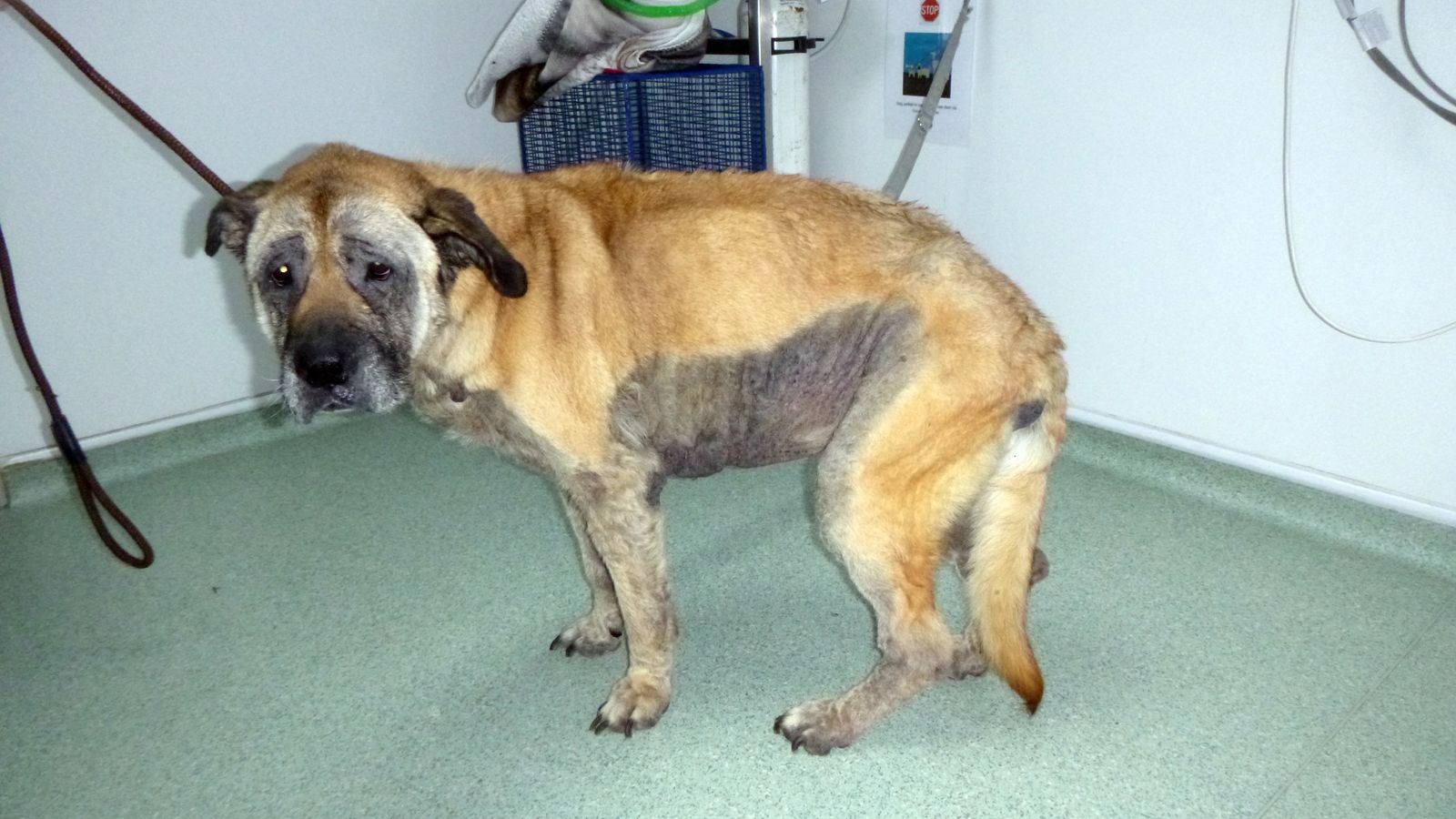 Molly-Moo: Dog 'dumped like rubbish' on dangerous road just before ...