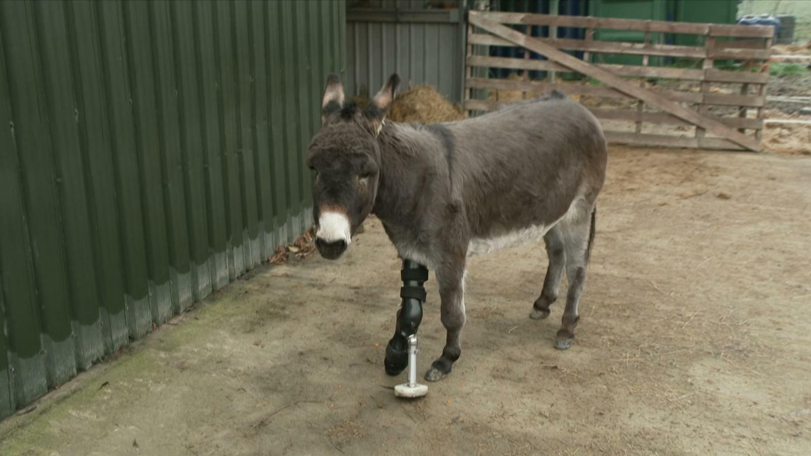 Tommy the three-legged donkey has early Christmas present | UK News ...