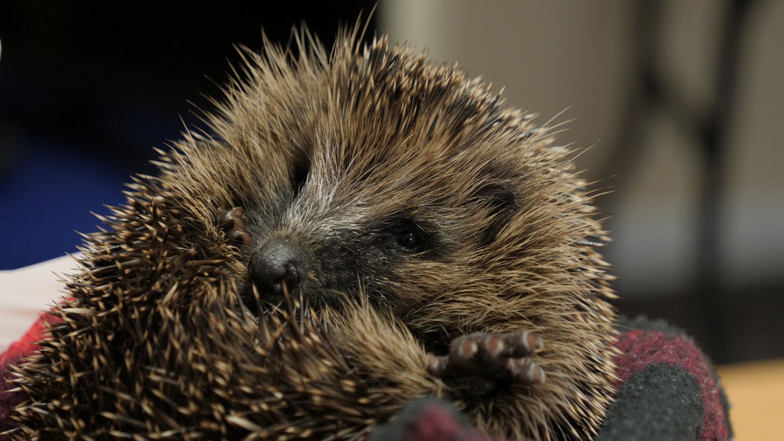 Ireland's only wildlife hospital in need of 'serious funding' as it ...