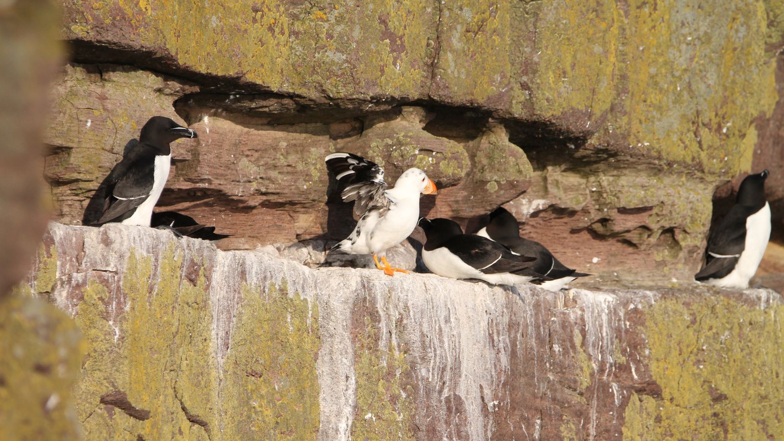 More than 100 dead puffins wash up on Scottish shores in three weeks ...