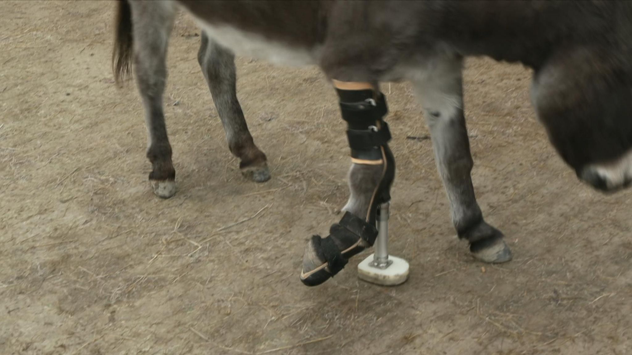 Little donkey 'back on all fours' as he gets prosthetic leg from Dorset ...
