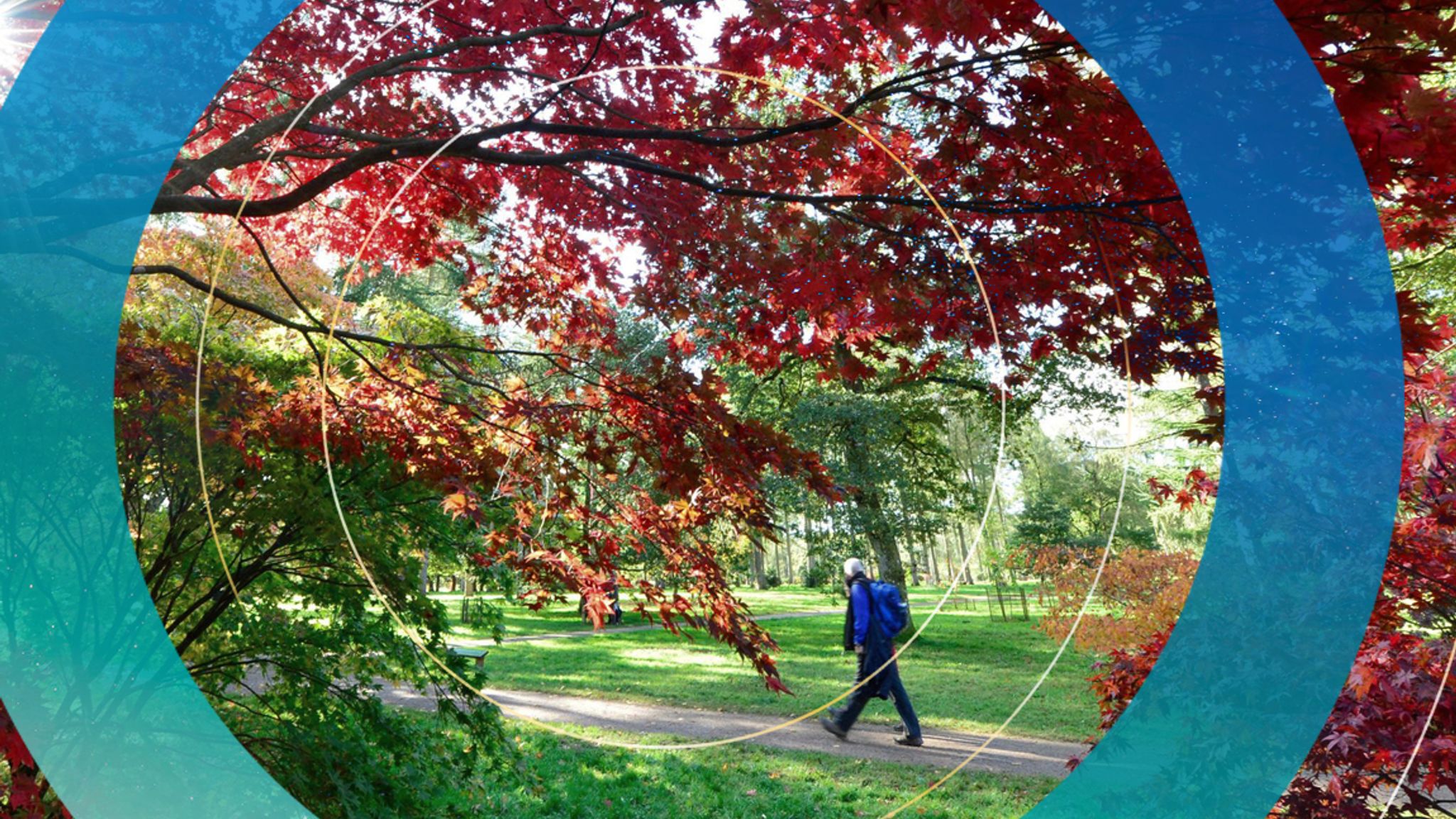 A free tree for every home in Wales to tackle climate change - part of ...