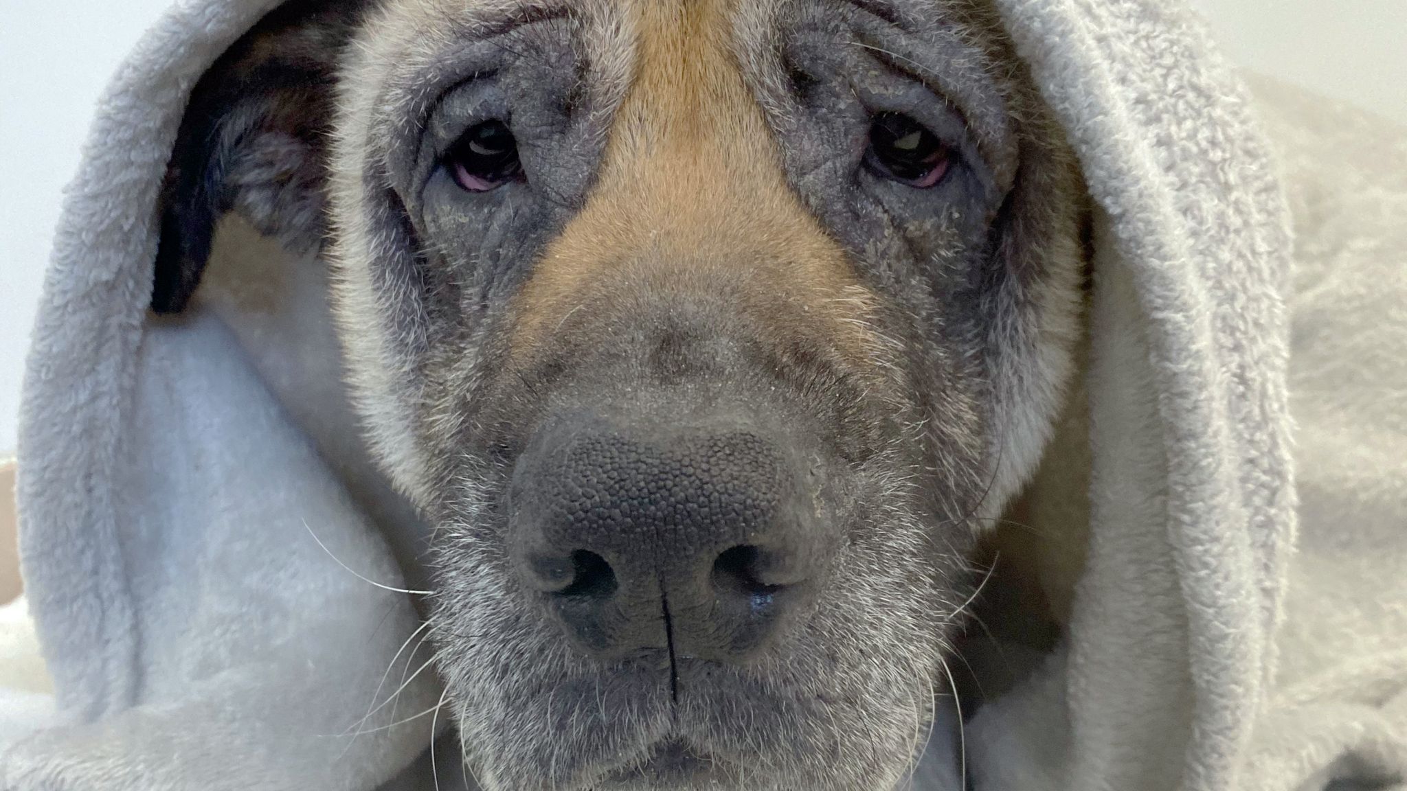 Molly-Moo: Dog 'dumped like rubbish' on dangerous road just before ...