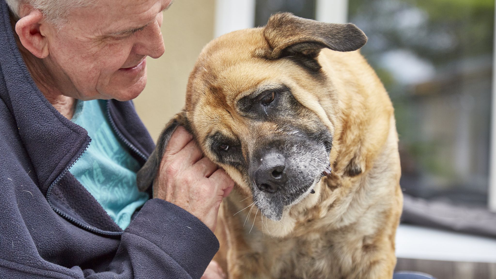 Molly-Moo: Dog 'dumped like rubbish' on dangerous road just before ...