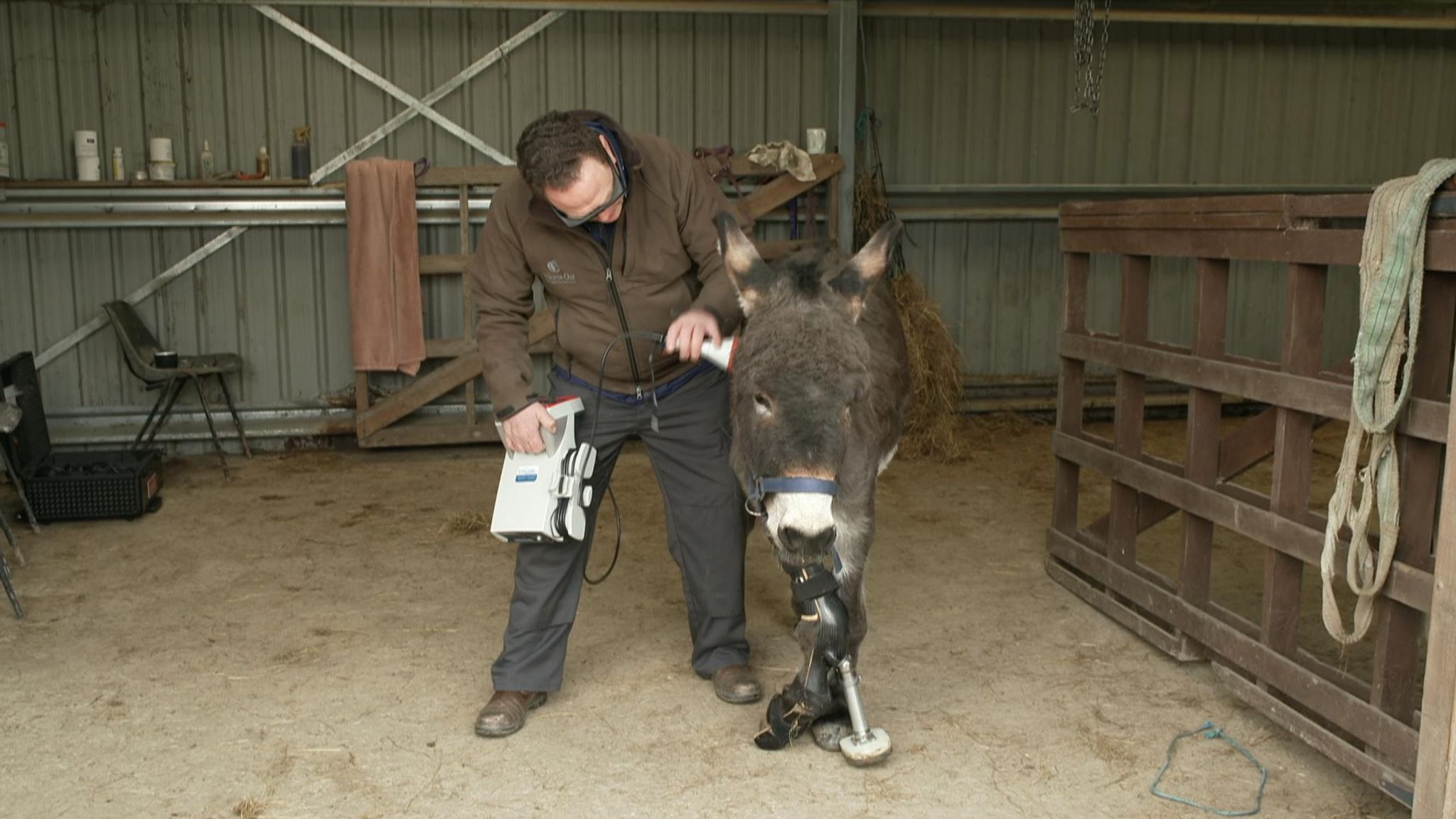 Little donkey 'back on all fours' as he gets prosthetic leg from Dorset ...