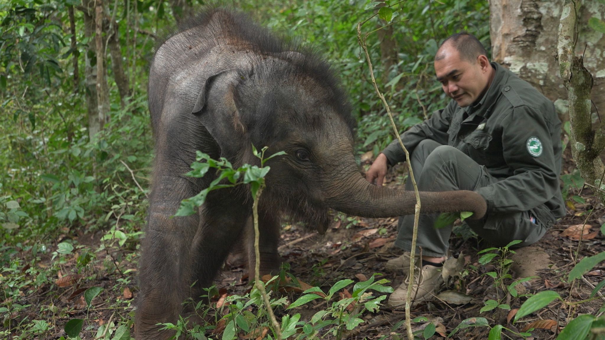 Meet the 'elephant dad': How one part of China is helping the ...