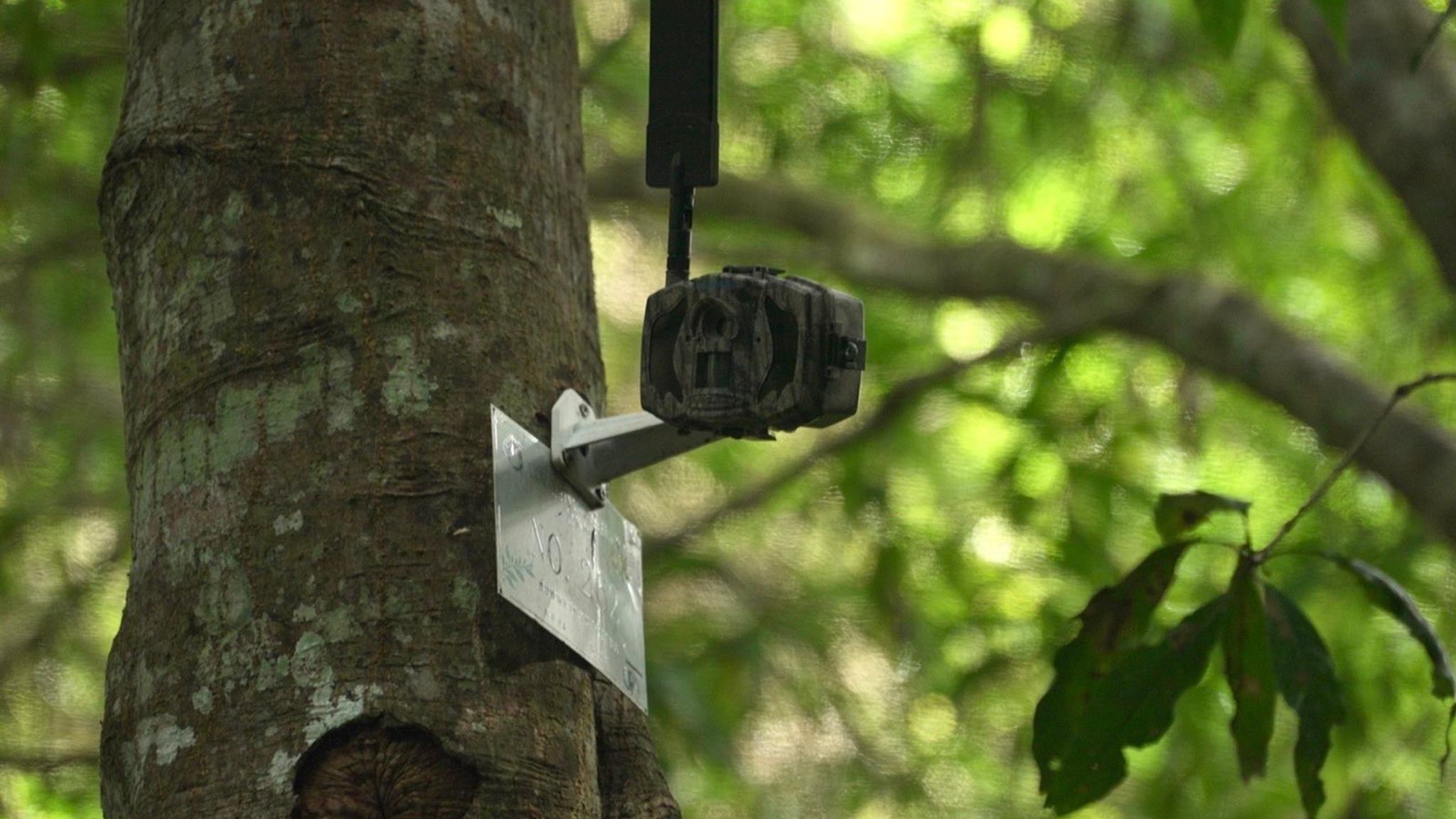 Meet the 'elephant dad': How one part of China is helping the ...
