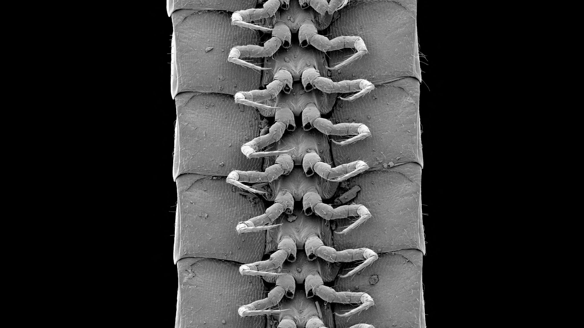 Millipede with 1,306 legs found in Australia - most of any known animal ...