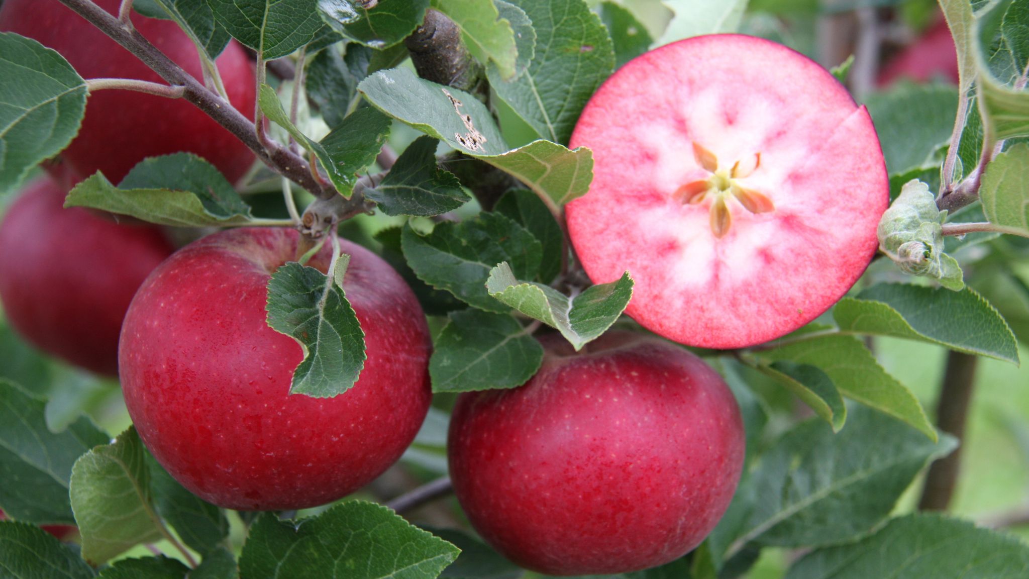 ‘Snow White’ apples and bold colours forecast to brighten up gardens in ...
