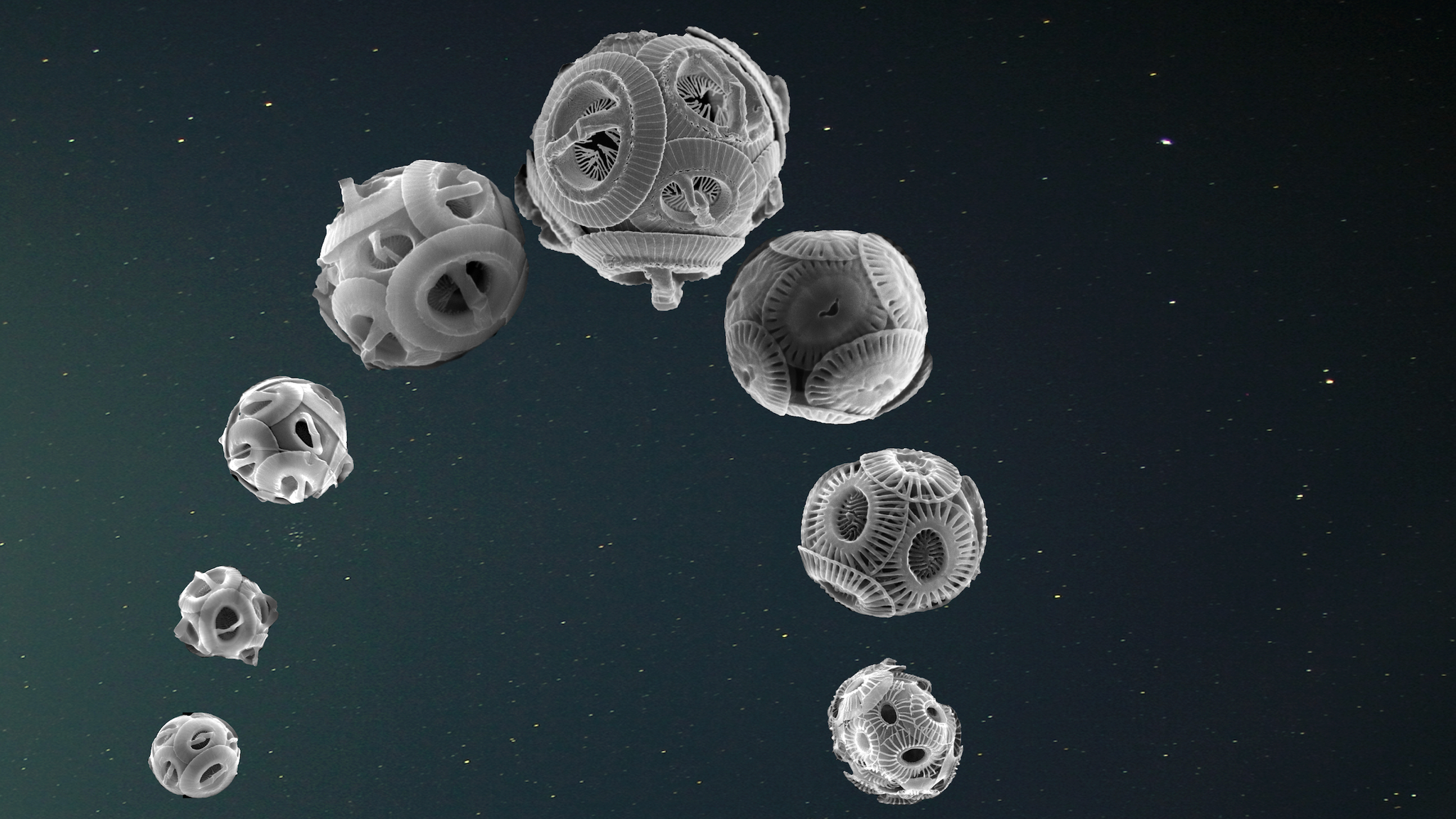 Variations in Earth's orbit have affected biological evolution, study ...