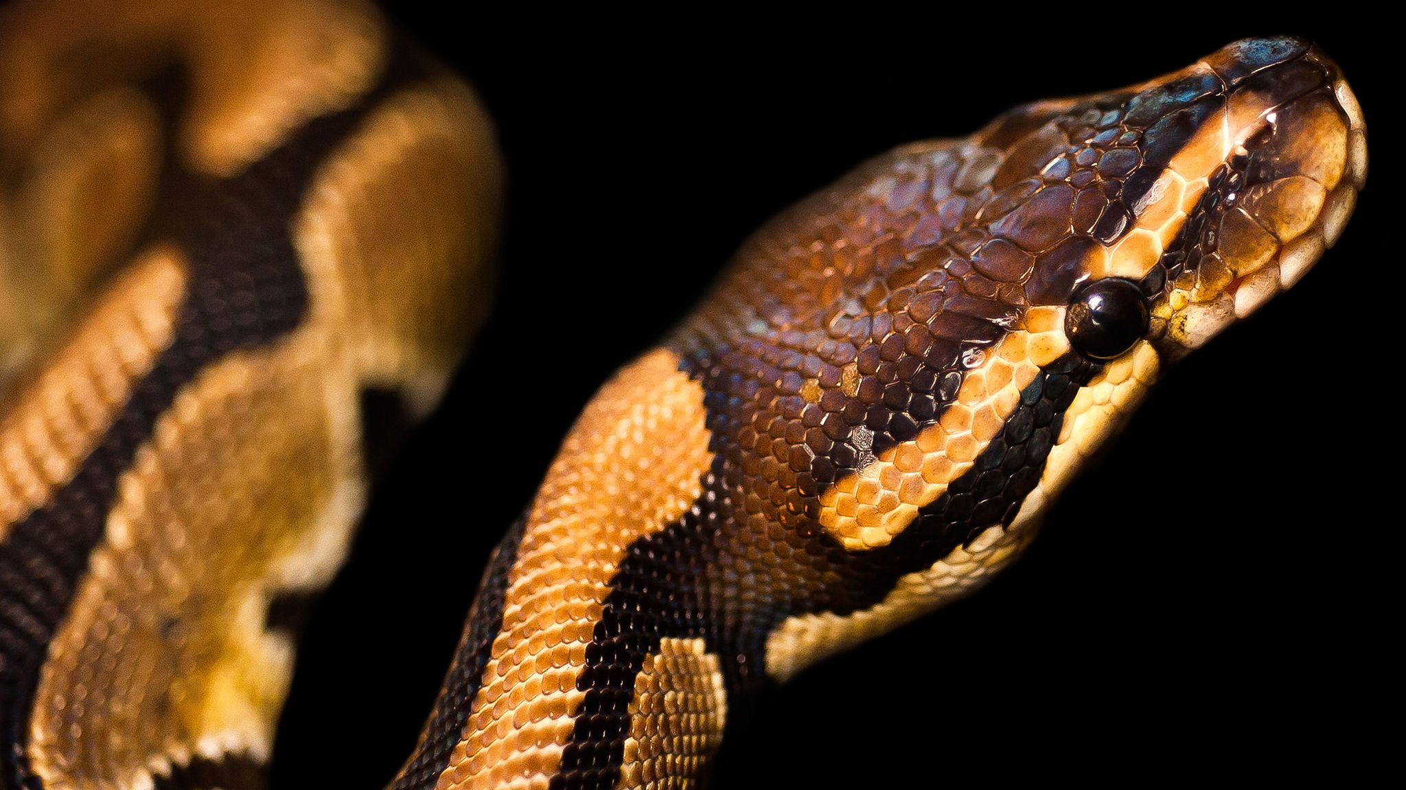 Stolen snakes: Police hunt burglar who packed 15 royal pythons into ...